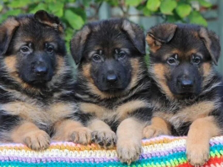 Шикарные карапузы