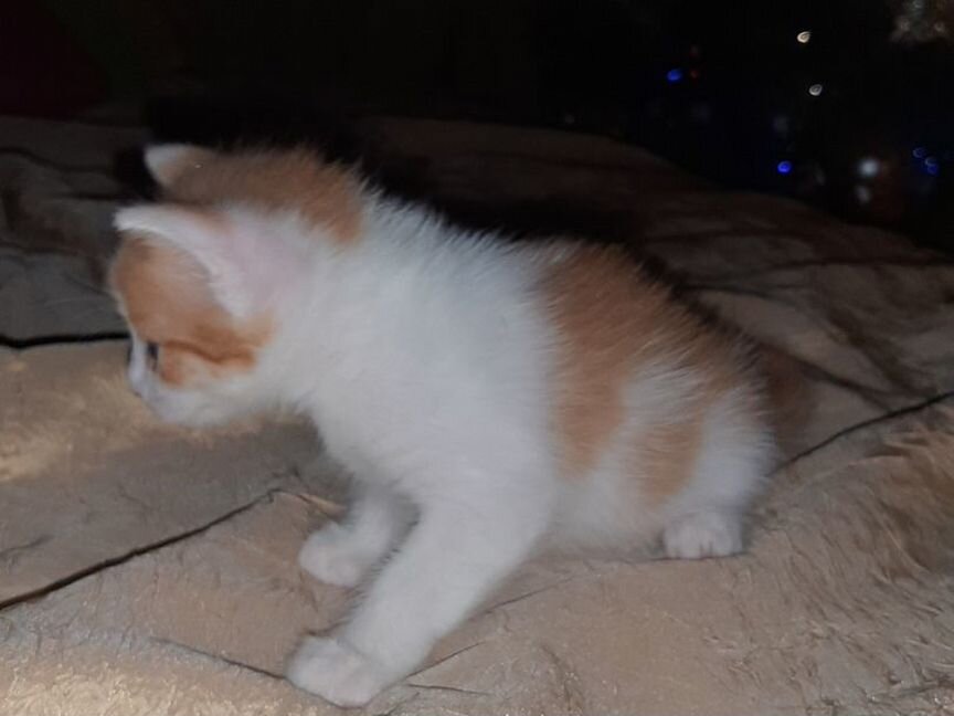 Отдам котенка (котик) в добрые руки