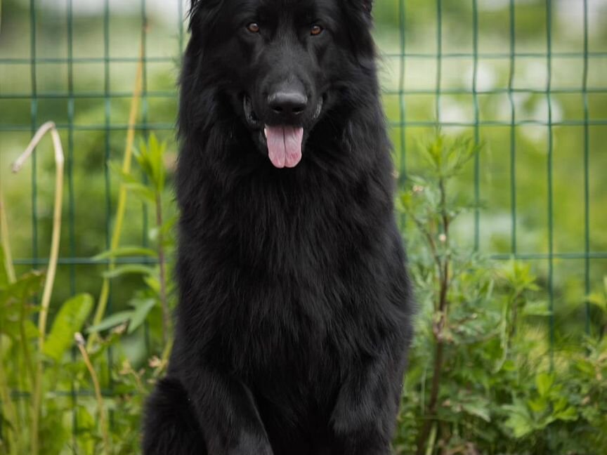 Щенки немецкой овчарки