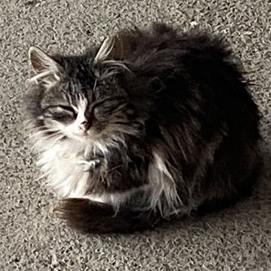 Котята ищут дом