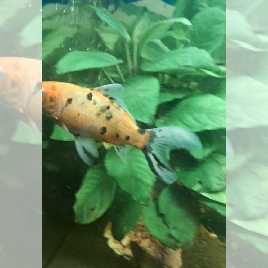 Аквариумные рыбки караси комета