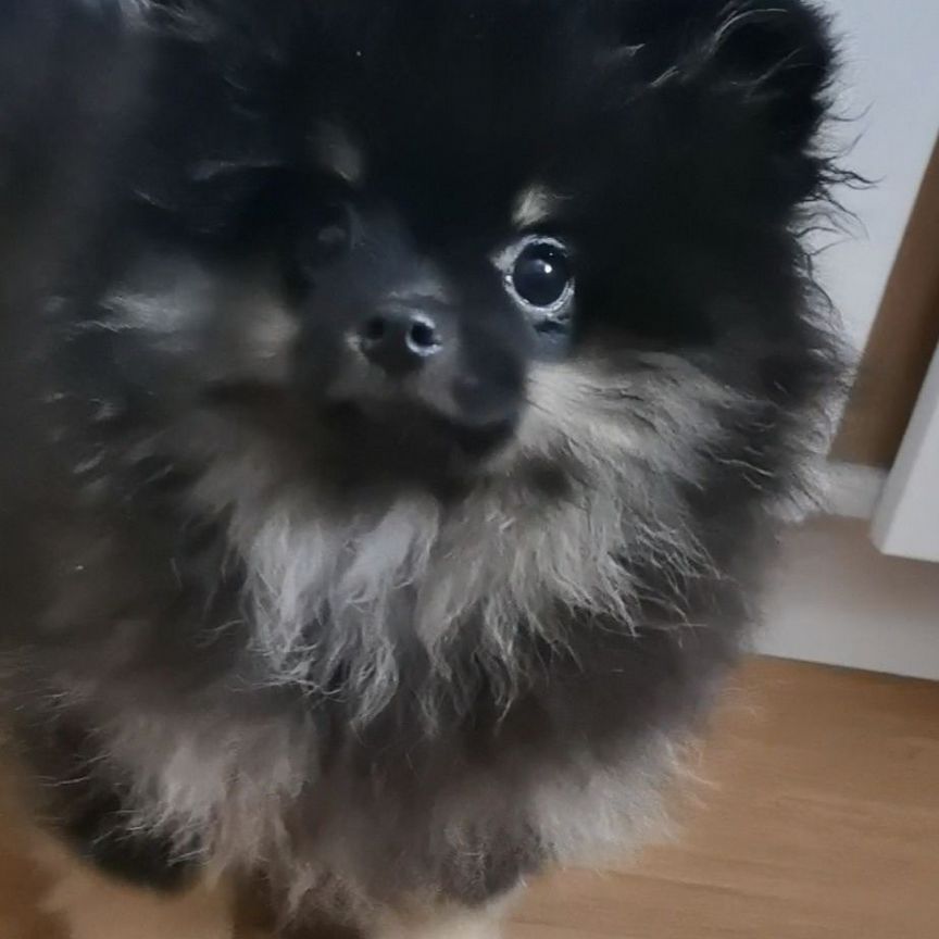 Померанский шпиц девочка