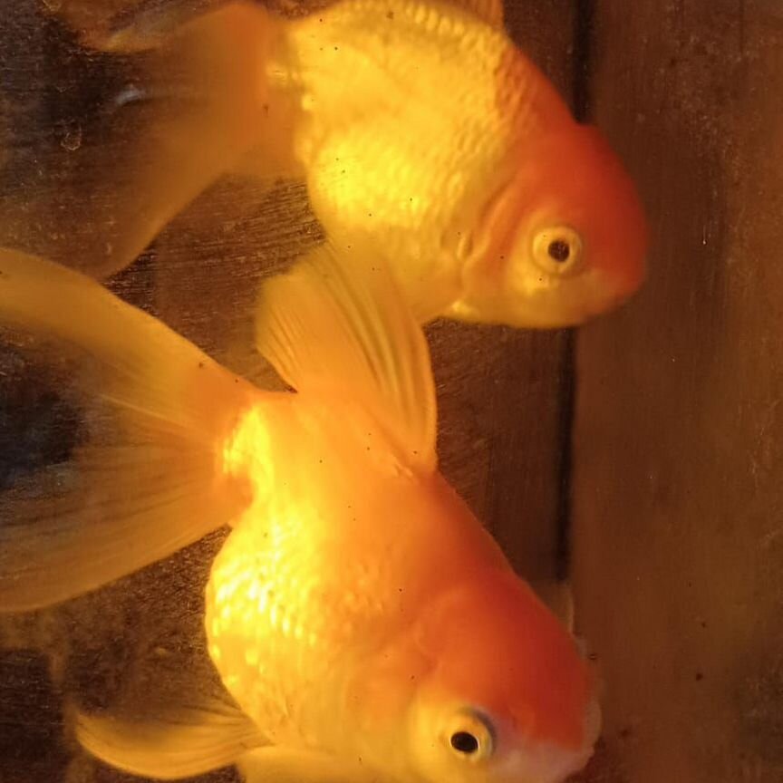 Золотая рыбка Сомики