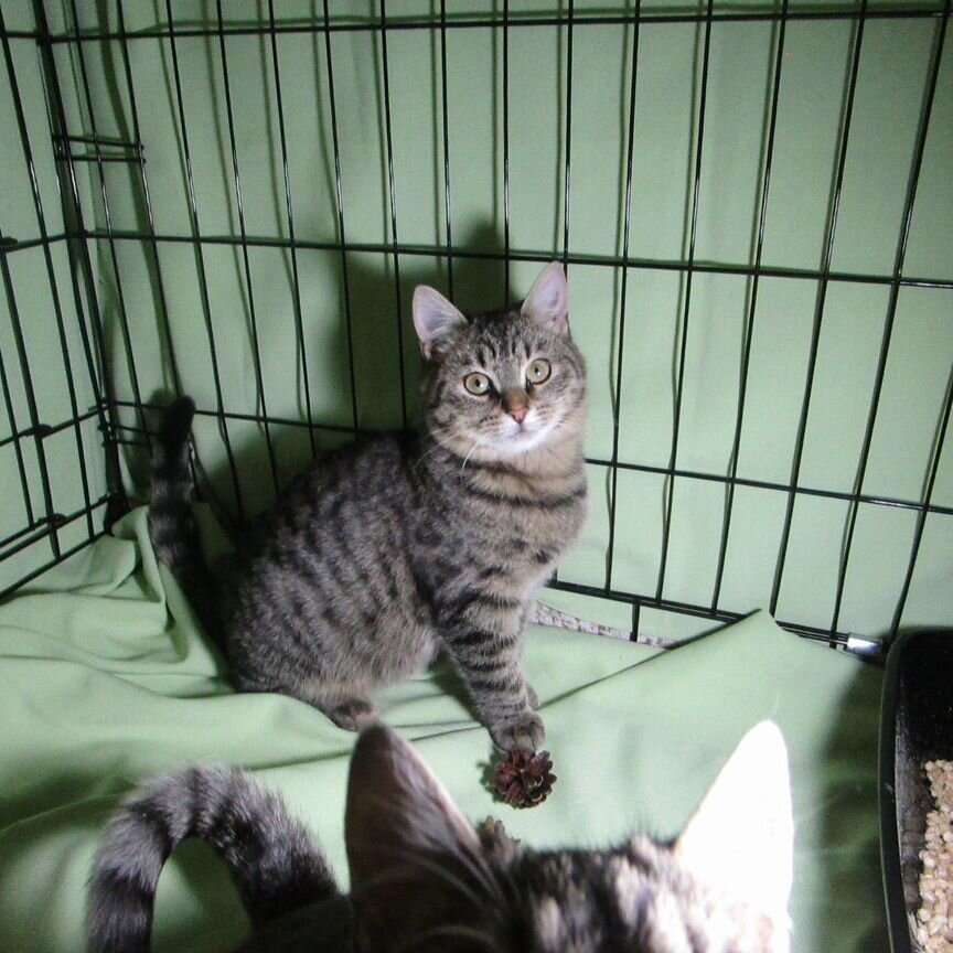 Веселый Джоник и ласковый Томик