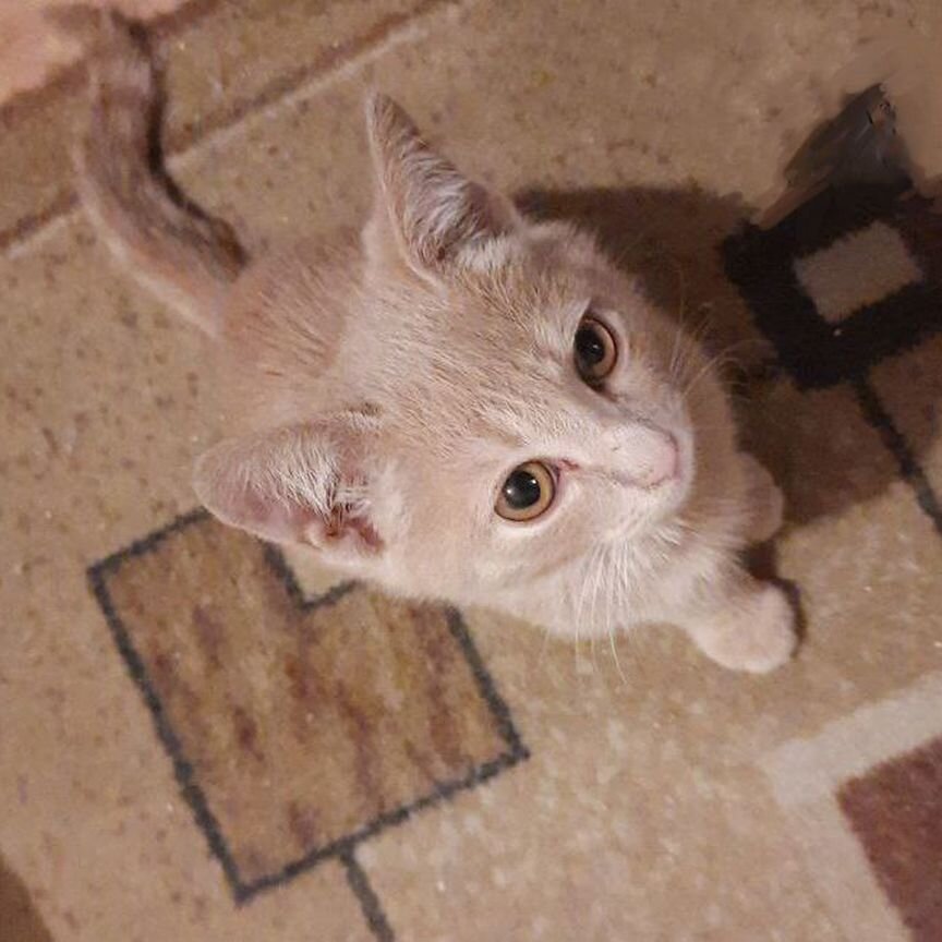 Котенок в добрые руки