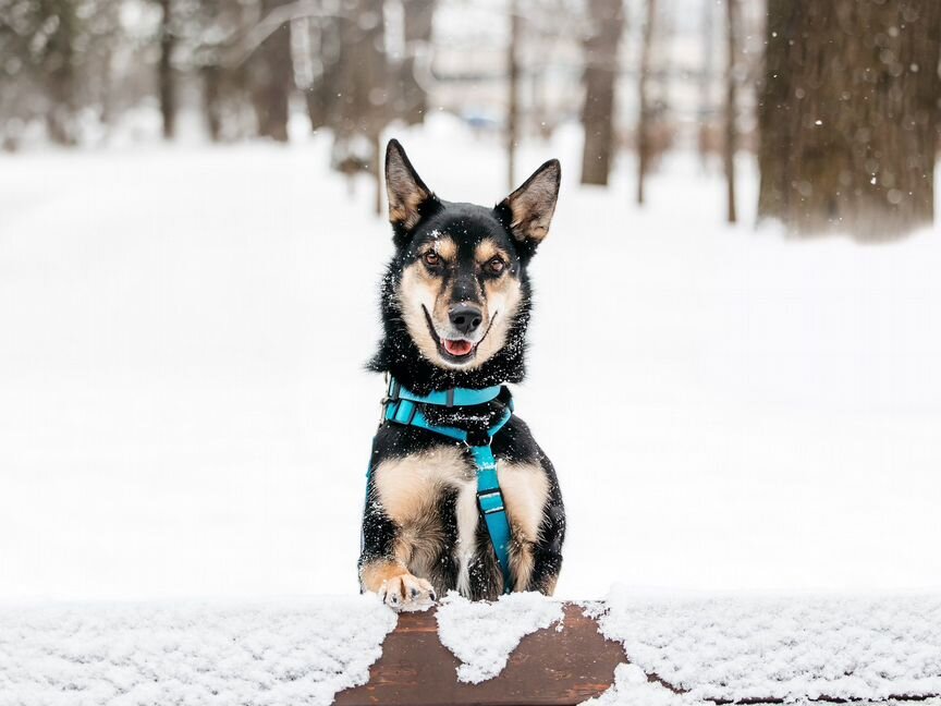 Ждет свою семью Чейз