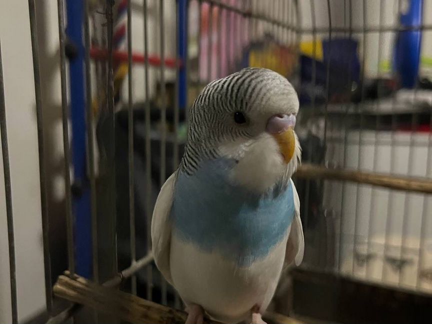 Птенцы волнистый попугай