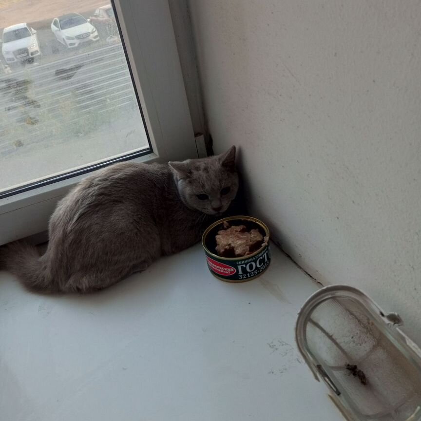 Кошечка ищет дом