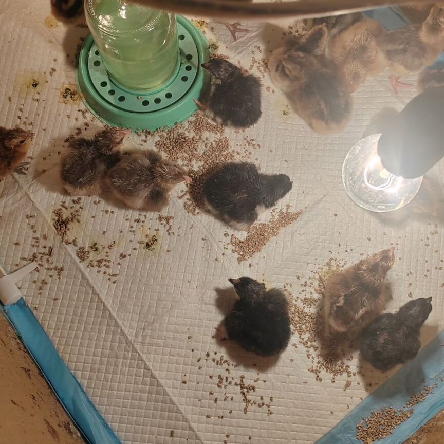 Цыплята помесь пород