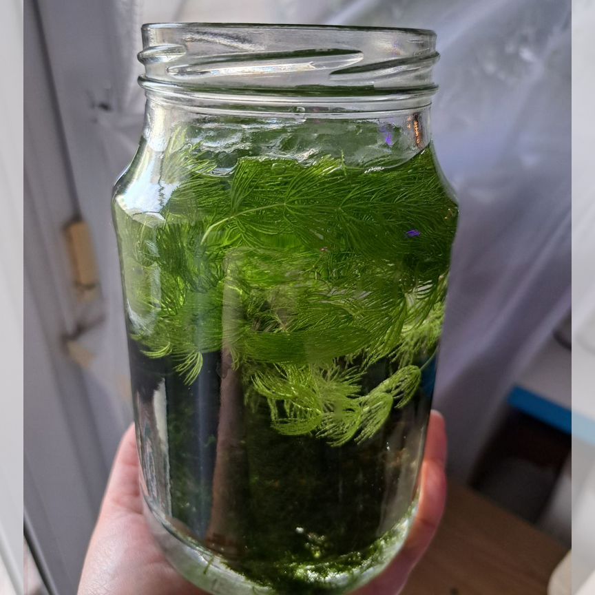 Водоросли