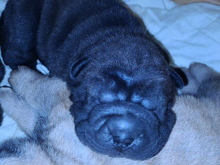 Щенки шарпей