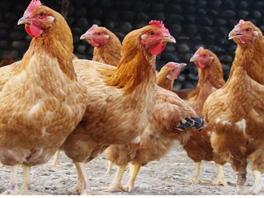 Цыплята бройлер Сассо