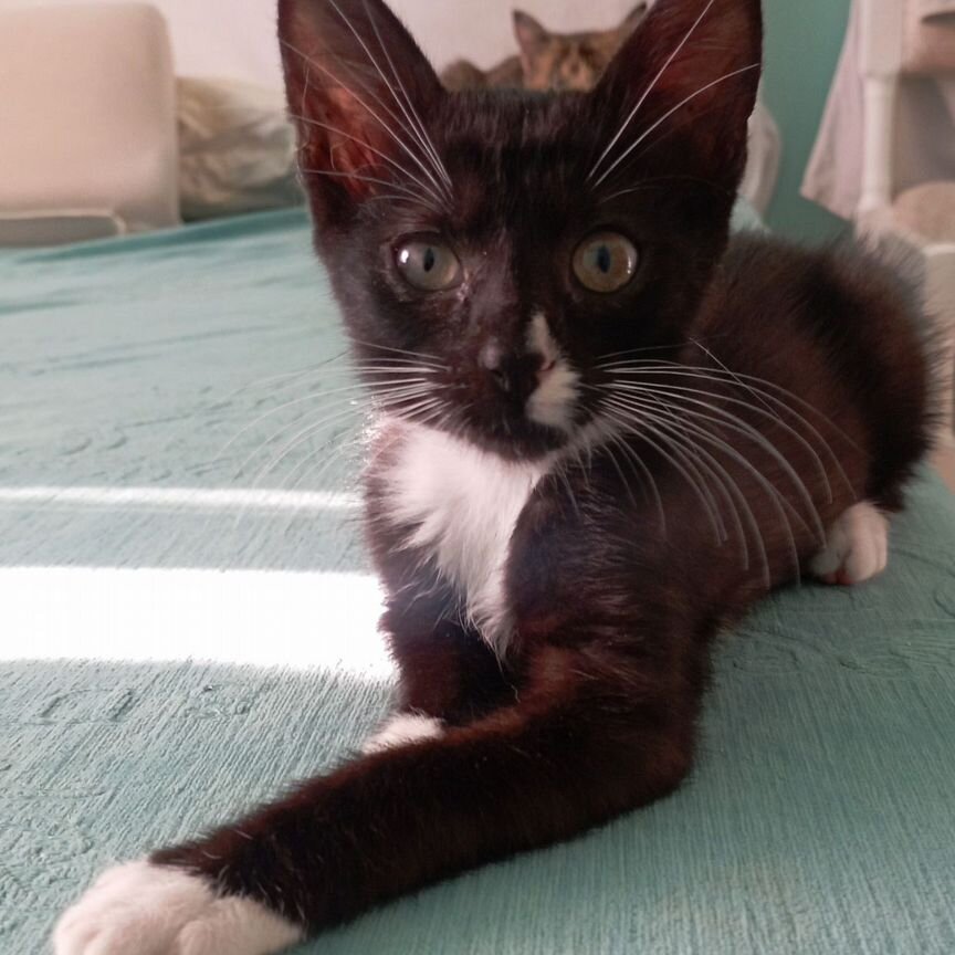 Котик мальчик 3 мес