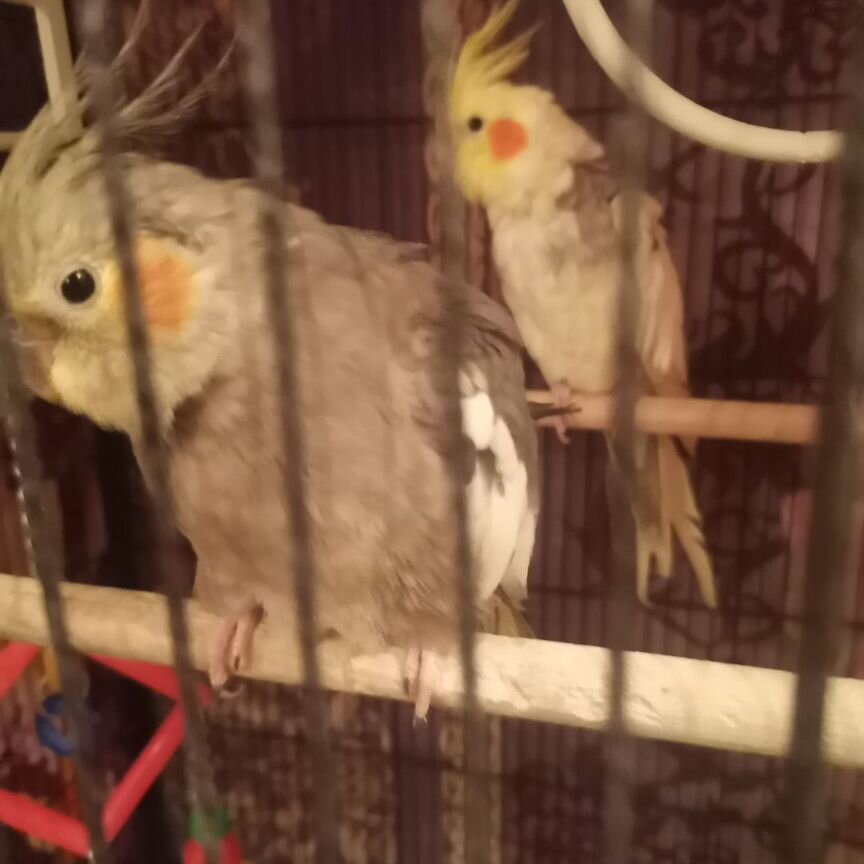 Корелла семья