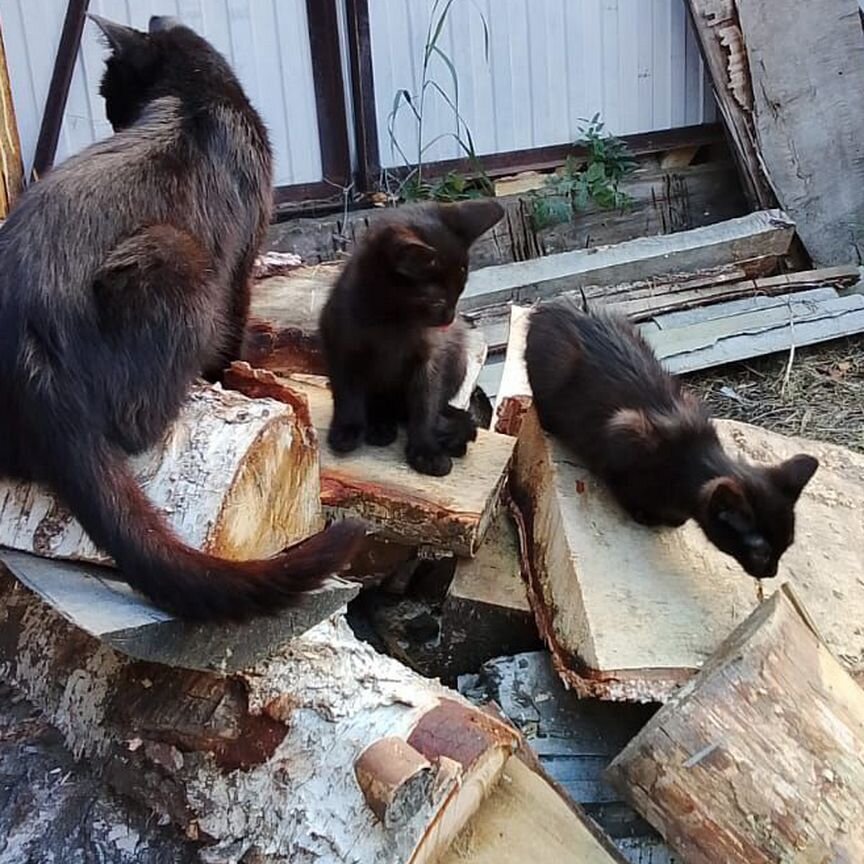 Котята в добрые руки