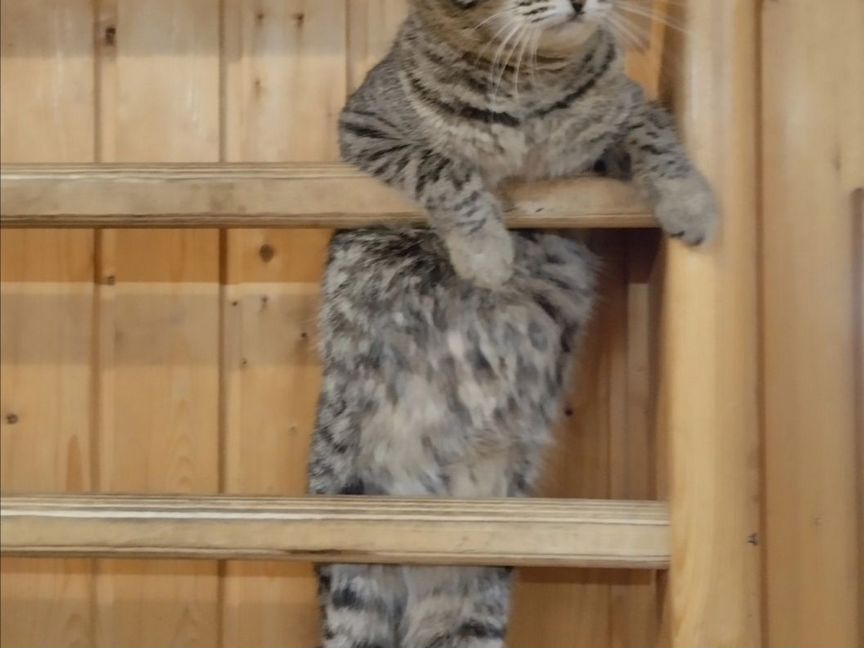 Кошка