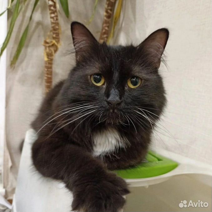 Отдам в добрые руки пушистую красотку