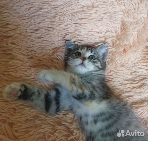 Маленькое очарование Мия помесь боб тэйл