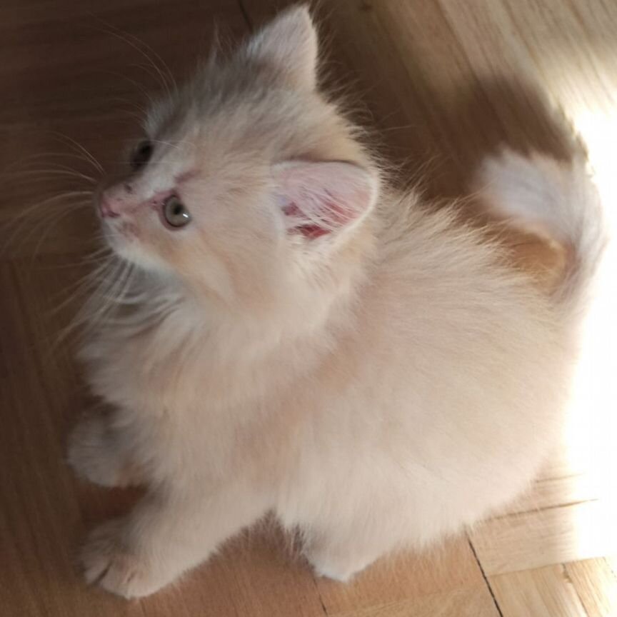 Сибирский котёнок
