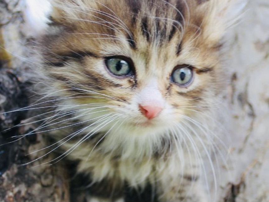 Котенок малыш ищет котородителей