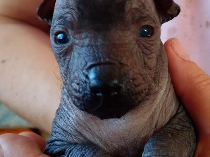 Ксолоитцкуинтли мини