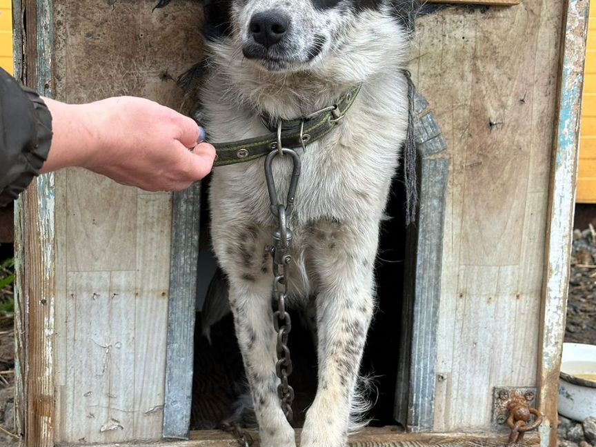 Собака в добрые руки