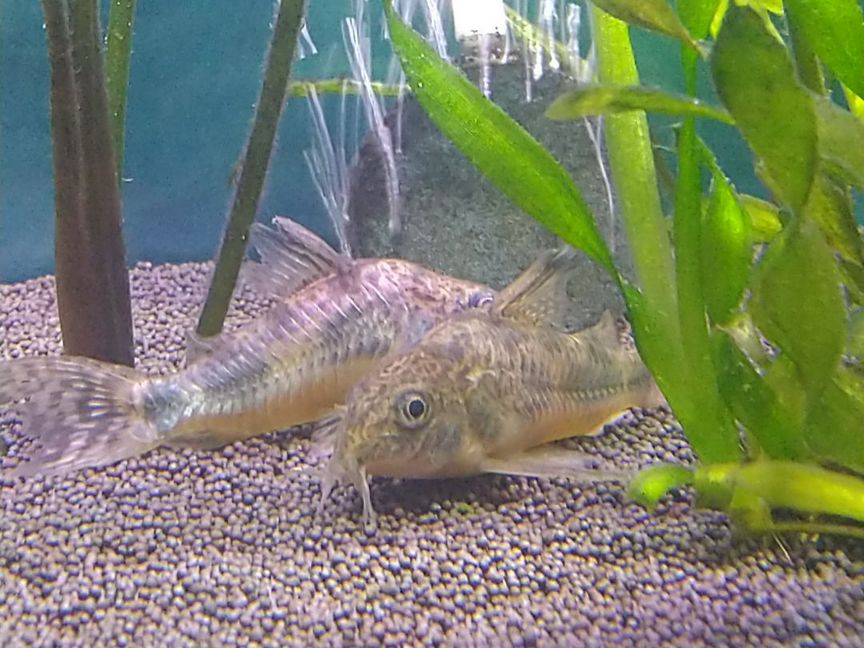 Сомики Коридорасы