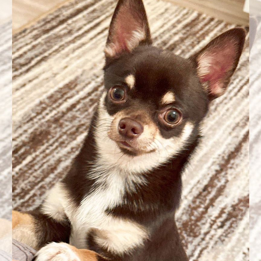 Чихуахуа вязка