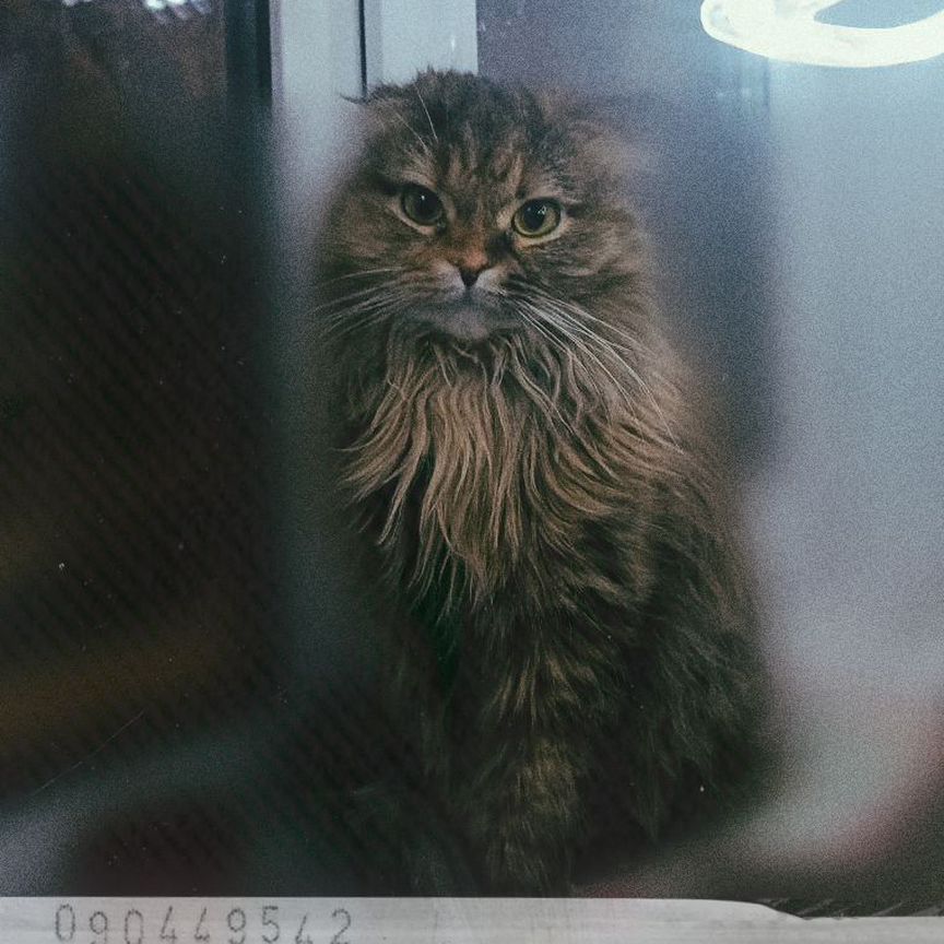 Взрослая кошка от частного владельца