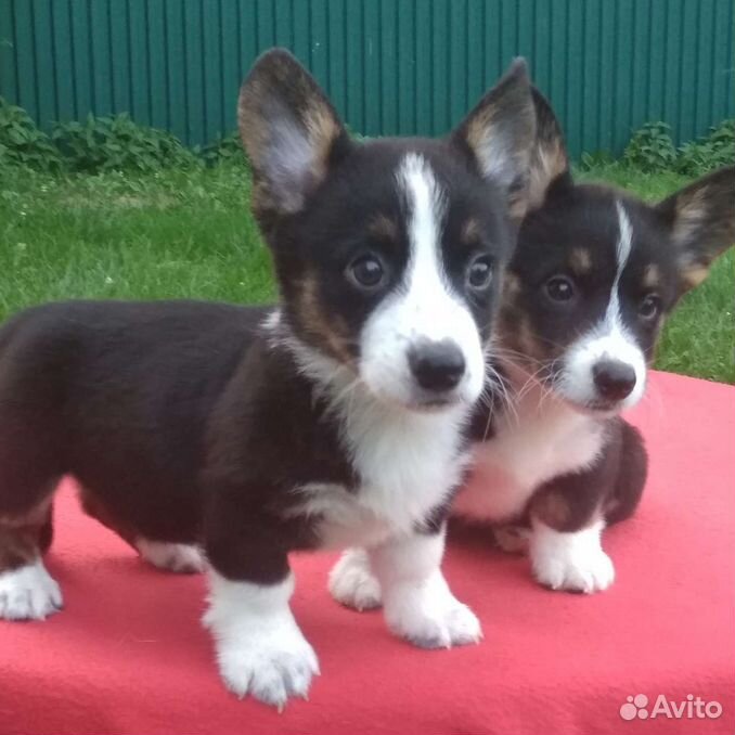 Игруны (РКФ)