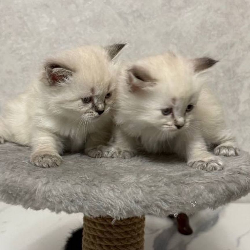 Невский маскарадный котёнок