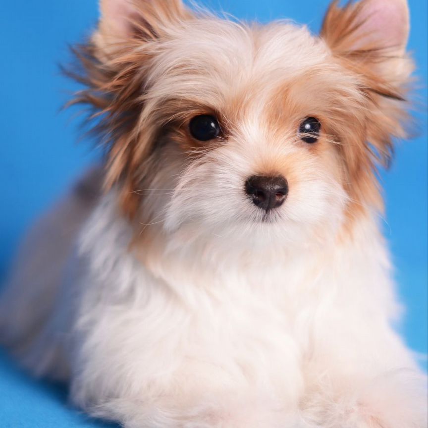 Мини мальчик цветного йорка