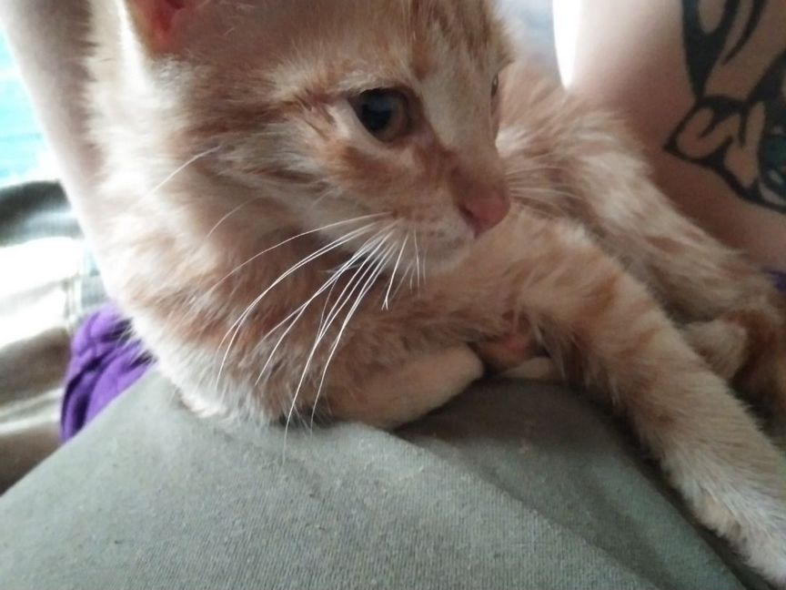 Кошка в дар