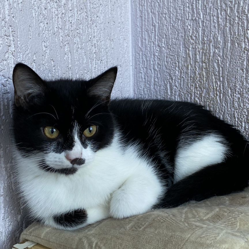 Котенок в добрые руки