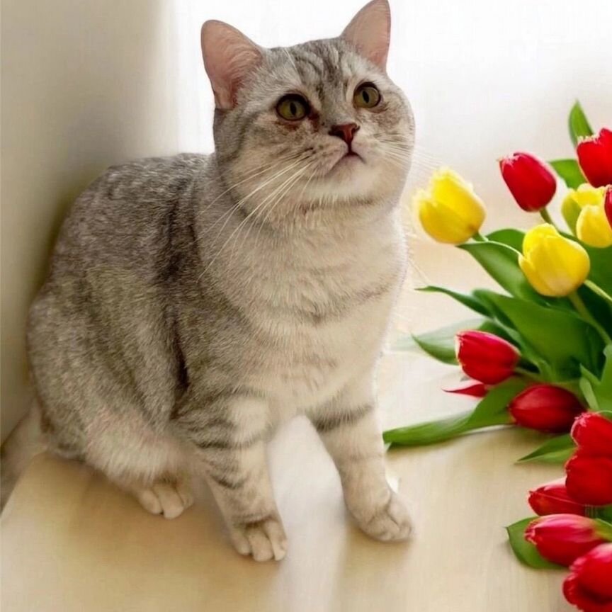 Барсик кот