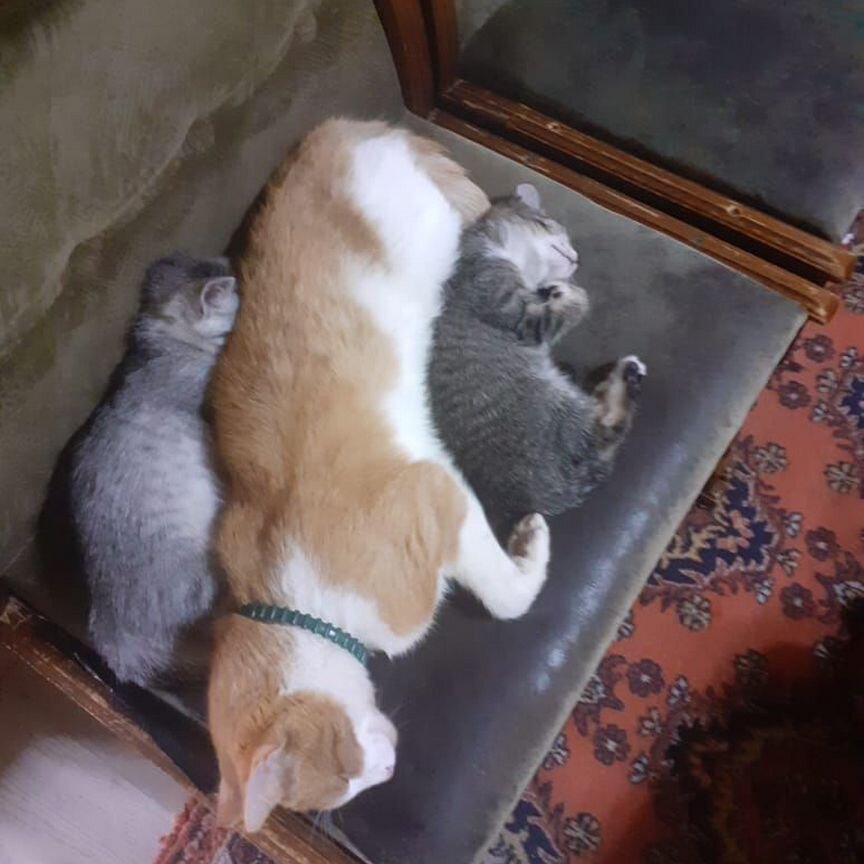 Серые котята