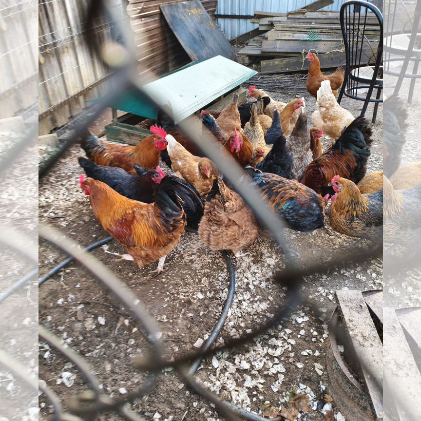 Петухи Балабановские