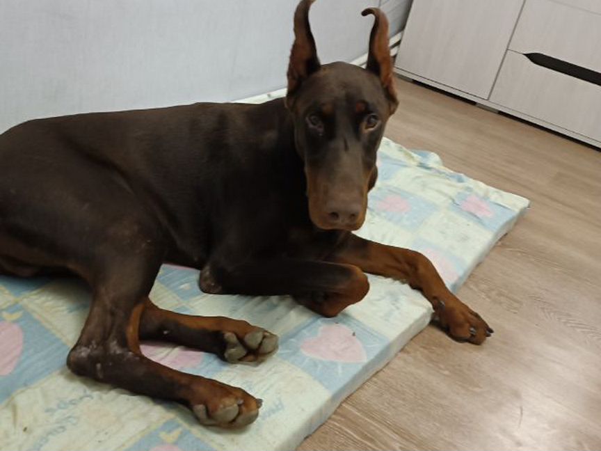 Доберман в добрые руки