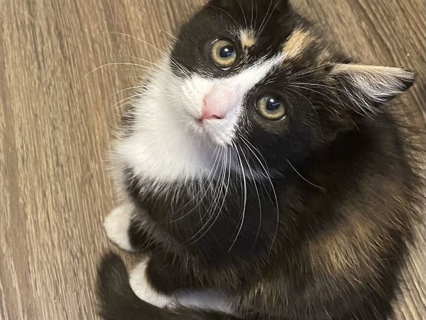 Котенок девочка бесплатно