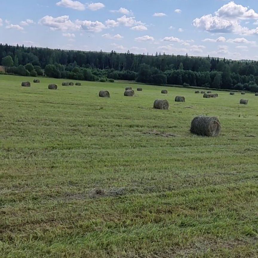 Сено луговое в тюках