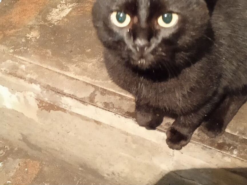 Кошка