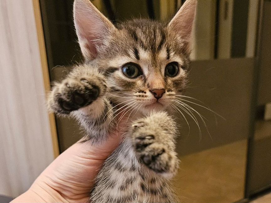 Котик ласковый мальчик