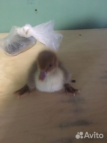 Индоутята суточные