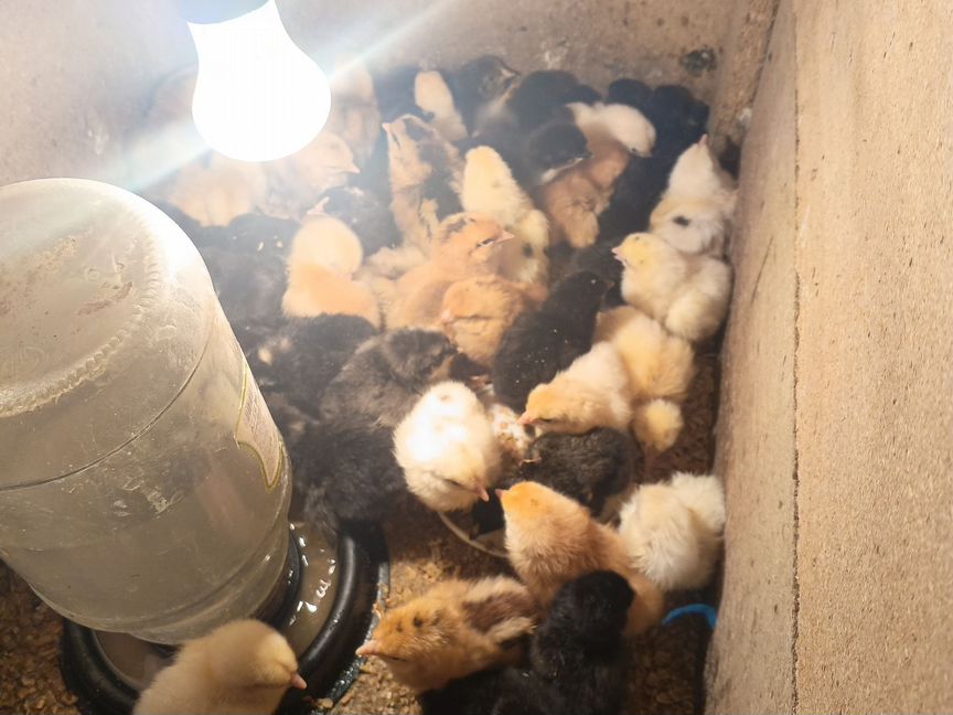 Цыплята суточные, месячные