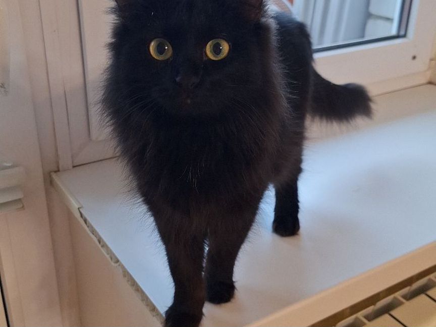 Кошечка Бусинка