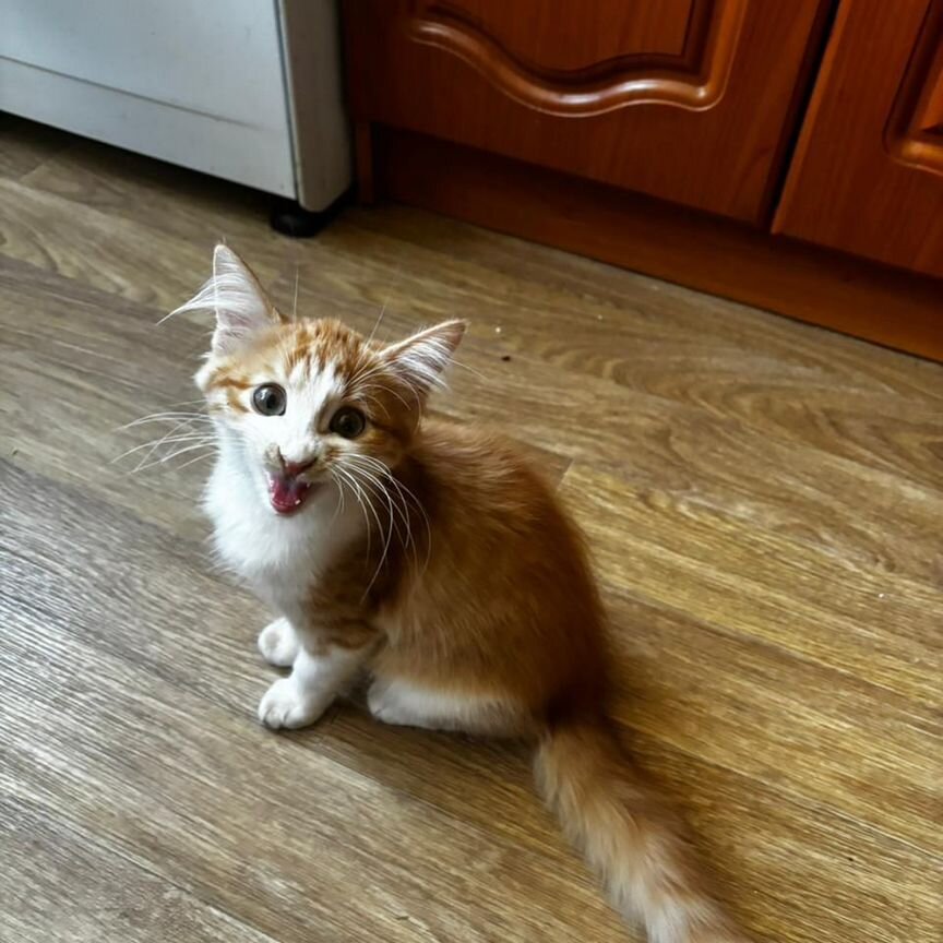 Котята в добрые руки даром бесплатно