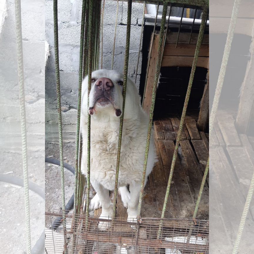 Собака алабай для случки