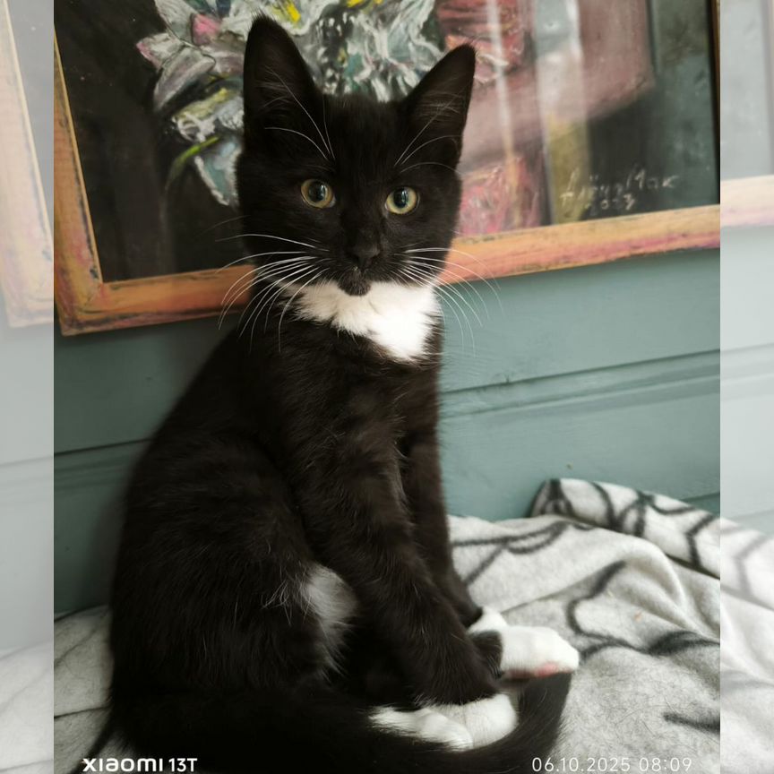 Котёнок в добрые руки