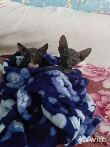 Донской сфинкс котята