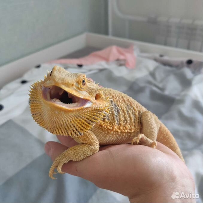 Бородатая агама самка